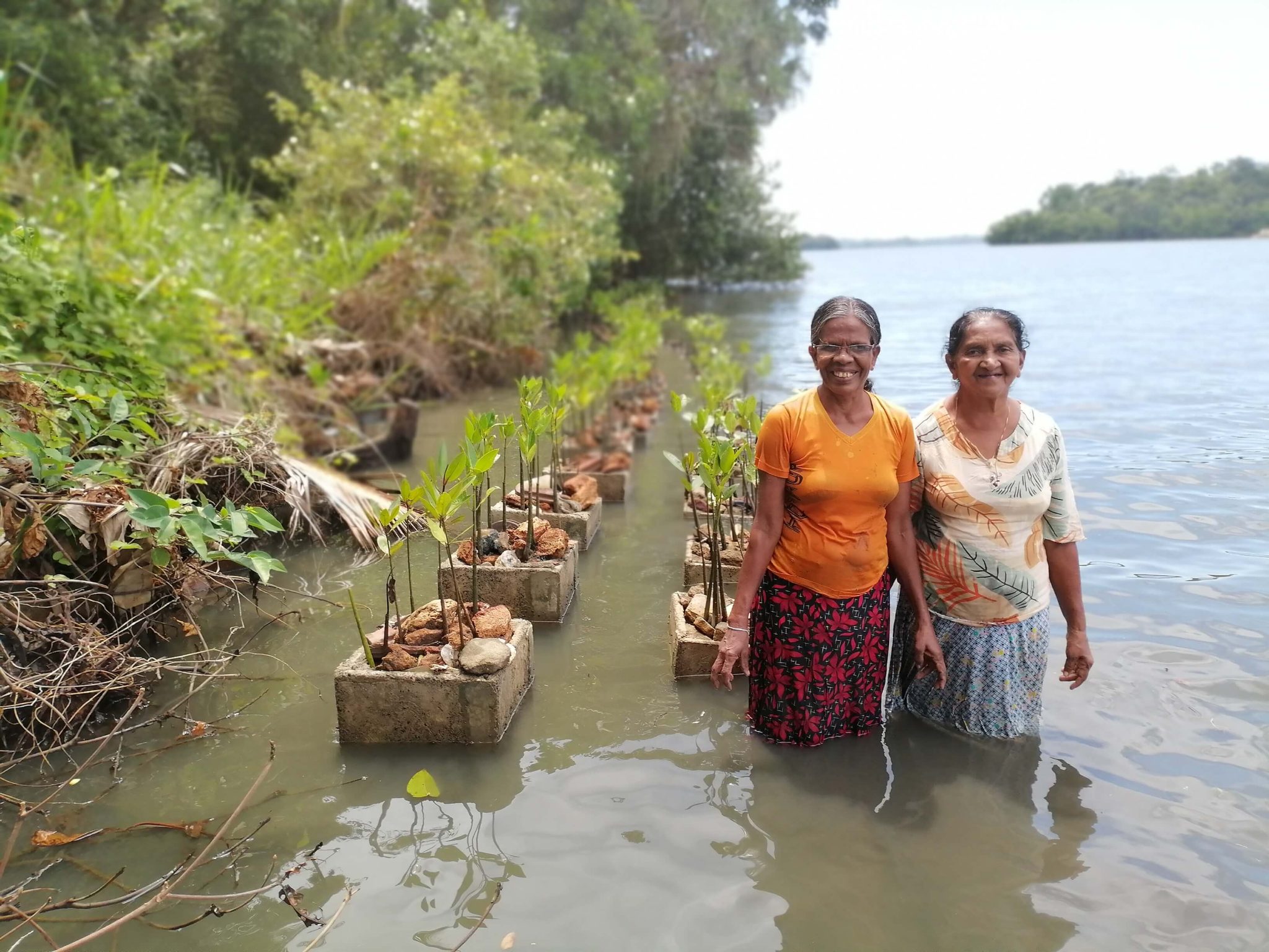 Sri Lanka: Mangrove Reforestation • DERTOUR Foundation